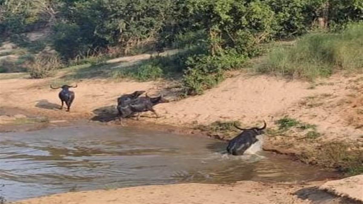 Bijapur News: इंद्रावती टाइगर रिजर्व में दिखा वन भैंसों का झुंड, 20 दिन ...