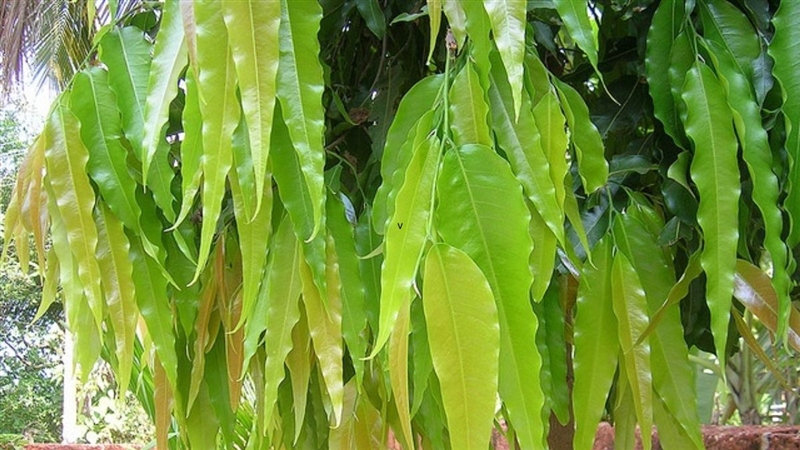 Ashok Leaf Benefits: अशोक के पत्तों के ये उपाय बदल देंगे पति-पत्नी के ...