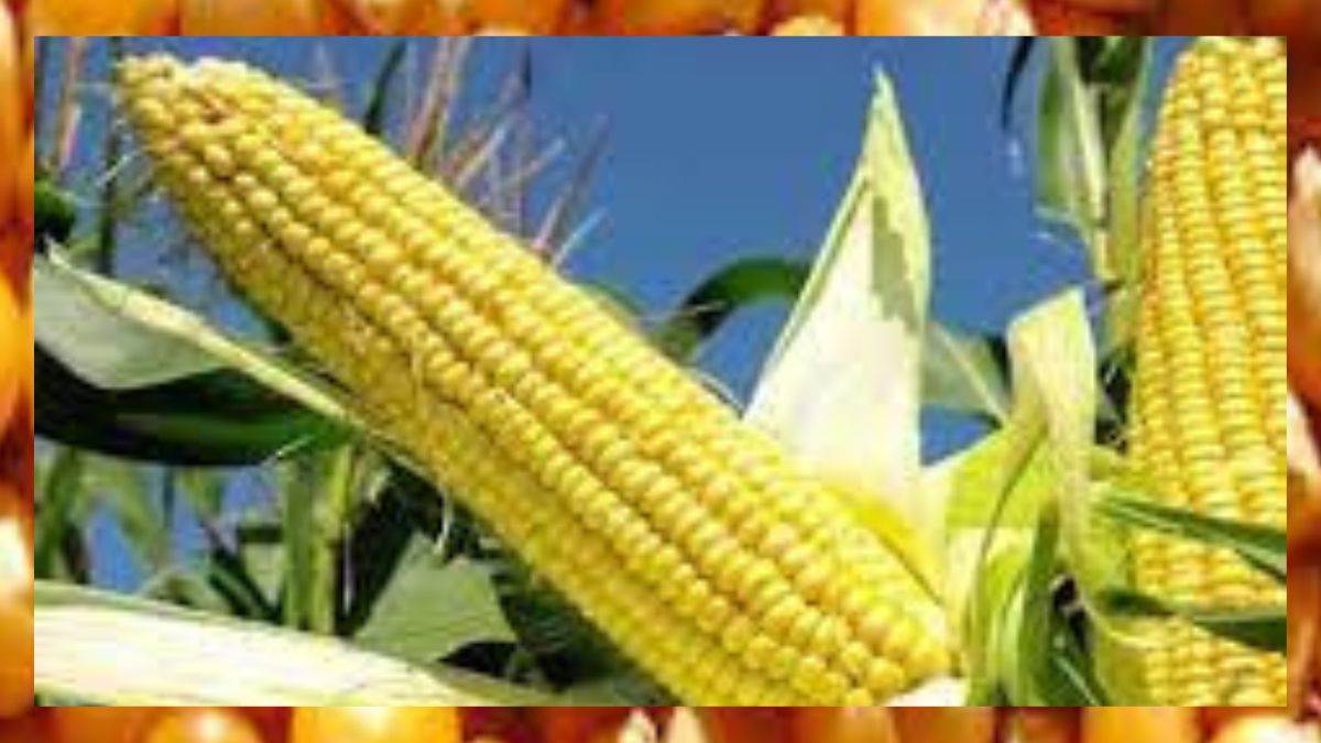 CG News: 200 टन मक्का से तैयार होगा 80 हजार लीटर एथेनाल, 140 करोड़ की ...