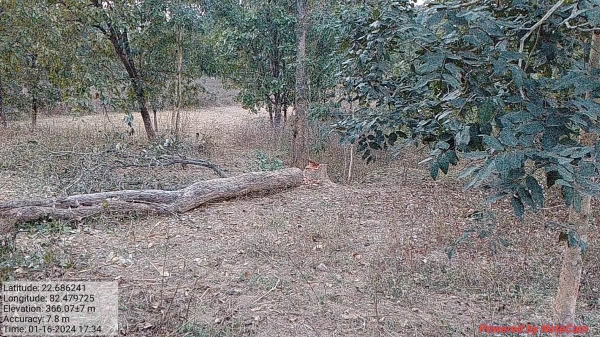Korba Wildlife News: एतमानगर के जंगल में पेड़ों की हो रही अवैध कटाई ...