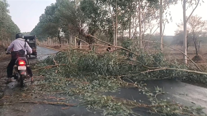 Dindori Weather: आंधी की तबाही से जगह-जगह गिरे पेड अमरकंटक मार्ग बाधित ...