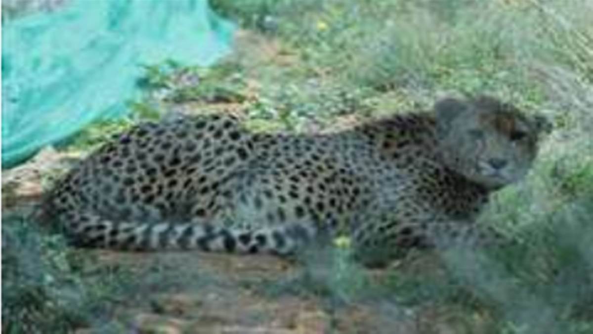 Cheetah Died in Kuno: गर्दन पर बेल्‍ट से बने घाव ने ली चीते सूरज की जान, मक्खियों के बैठने से ...
