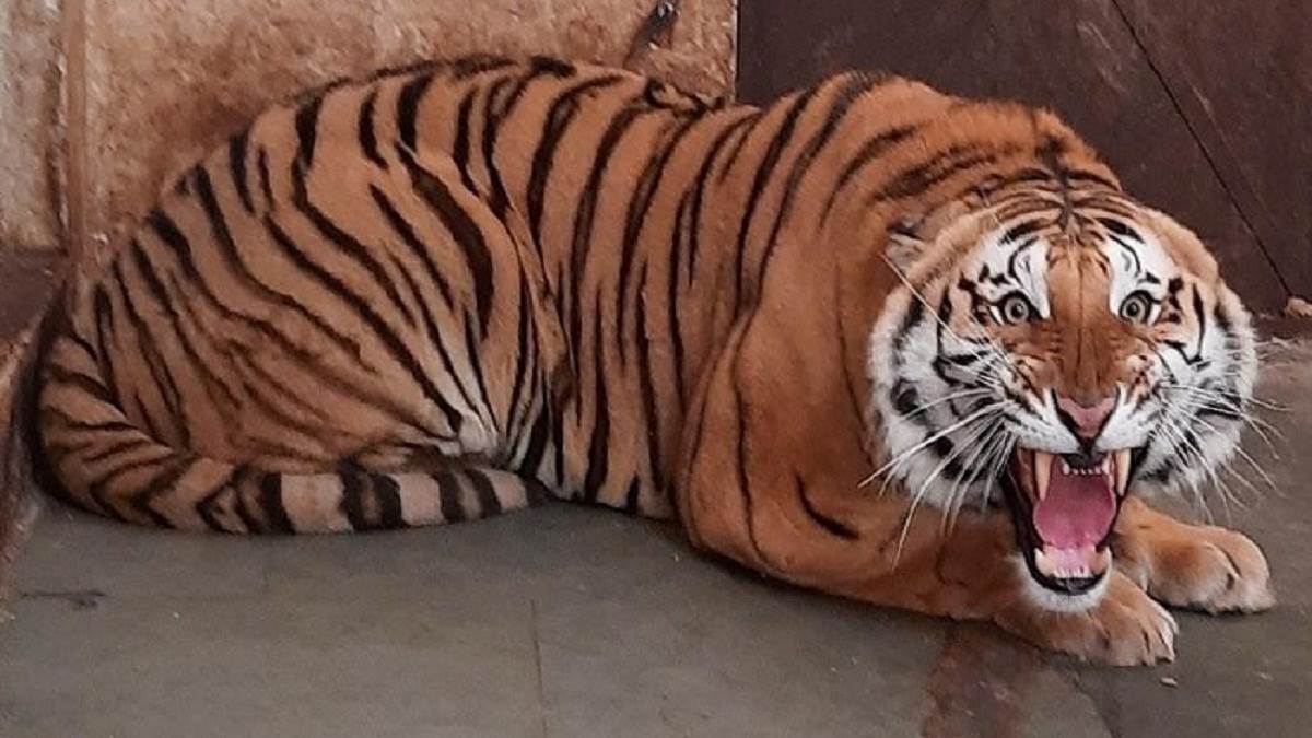 Balaghat News: पिहरी तोड़ने गए आदिवासी पर बाघ ने किया हमला, जांघ को ...