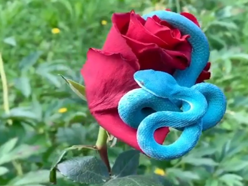 Blue Snake : दुनिया को पहली बार दिखा दुर्लभ नीला सांप, आप भी देखें ...