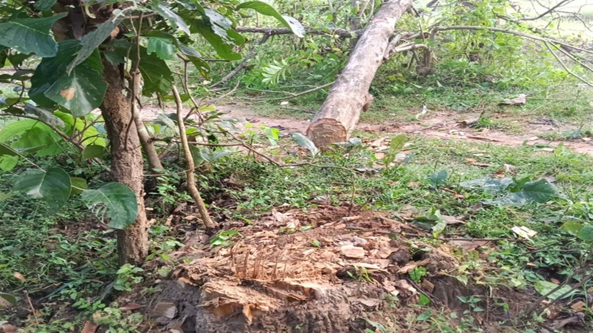 Kondagaon News: कट रहे सागौन के पेड़, वन अमला बना मूकदर्शक - Teak trees ...