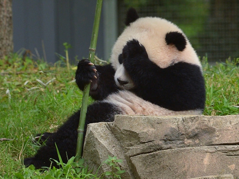Panda Cub : अमेरिका के आखिरी पांडा को वापस चीन में भेज दिया गया है ...