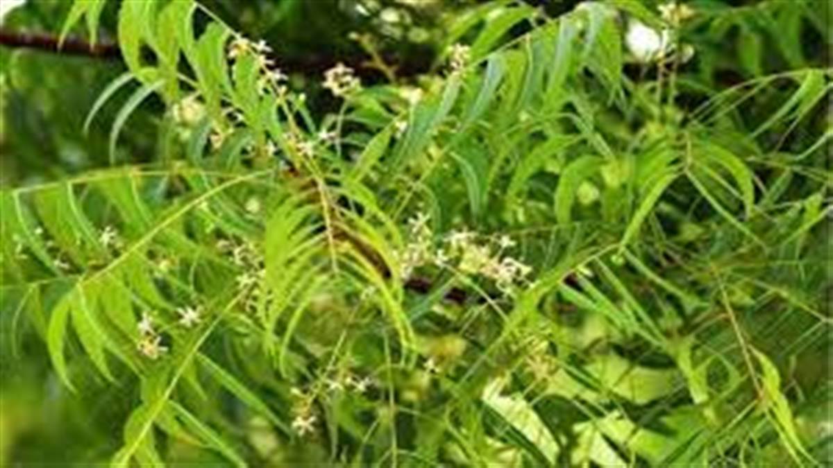 कुंडली में मंगल की दशा ठीक नहीं है घर के सामने लगाएं नीम का पेड़ ...