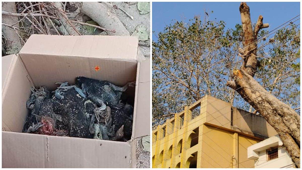 Dhamtari News: बिना अनुमति के काटा पेड़, 28 ग्रीटर कार्मोरेंट पक्षी की ...