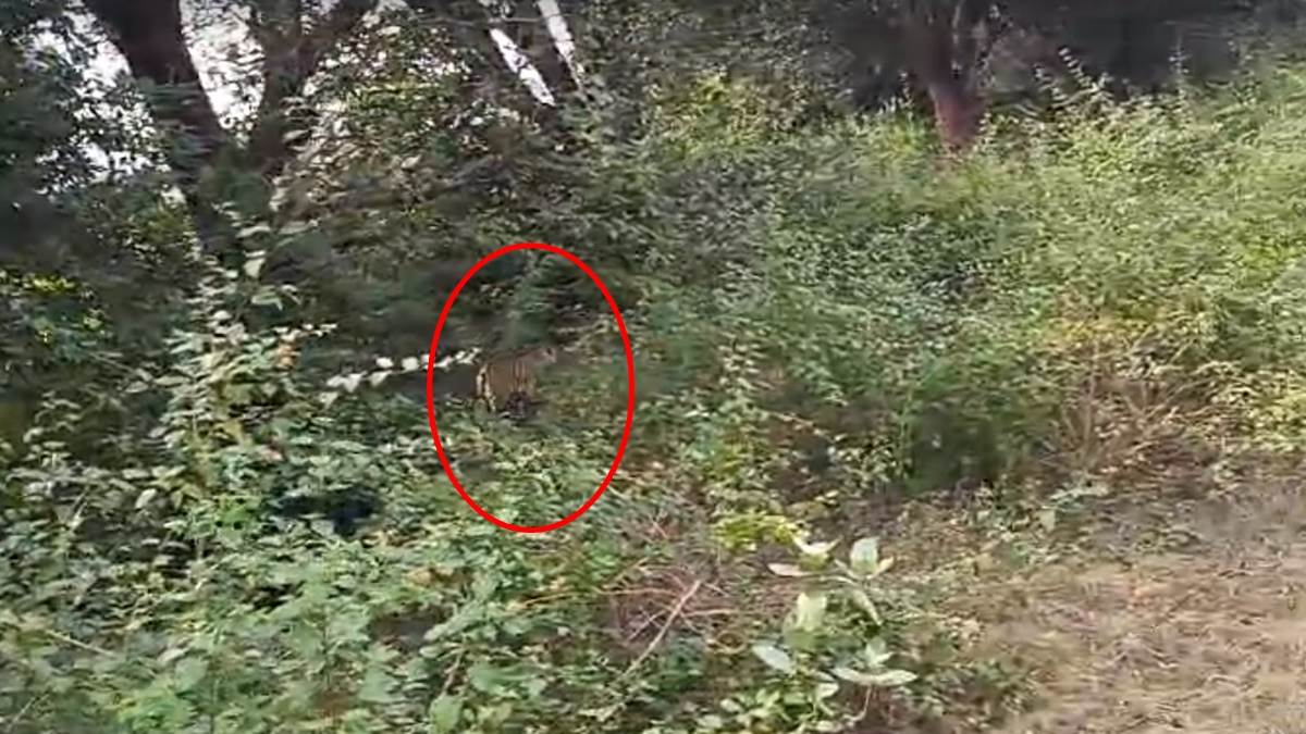 Umaria News : पतौर रेंज के बकेली गांव के निकट जंगल में दिखा बाघ - Tiger ...