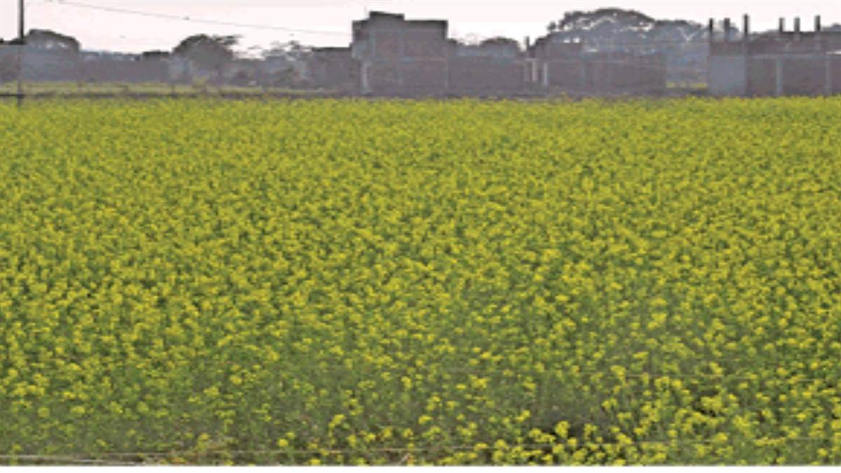 Basant Ritu: प्रकृति में दिखने लगे बसंत के रंग, 26 जनवरी से मौसम में आ ...