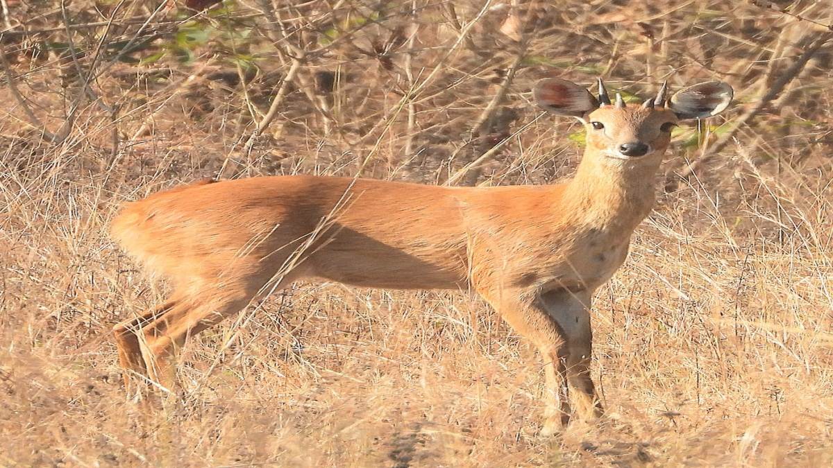 Bhopal: रातापानी जंगल सफारी में दिखा खूबसूरत दुर्लभ वन्यजीव चौसिंगा ...