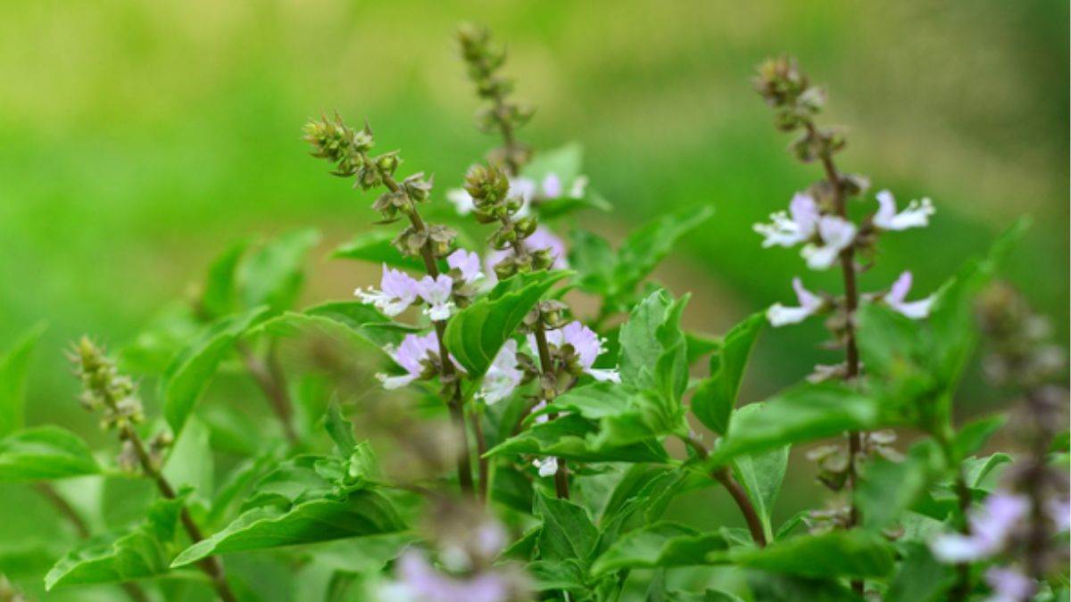 Van Tulsi Plant Affects: घर में भूलकर भी ना लगाएं ये तुलसी का पौधा, घर ...