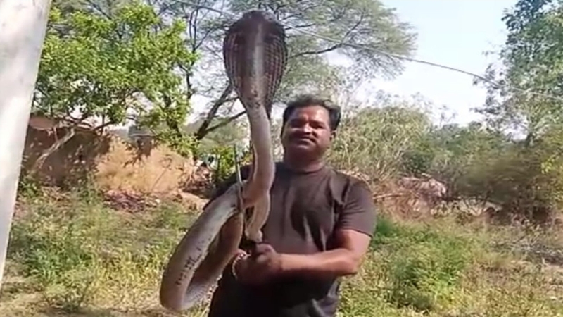 कोबरा को रेस्क्यू कर जंगल में छोड़ा गया - Cobra rescued and released ...