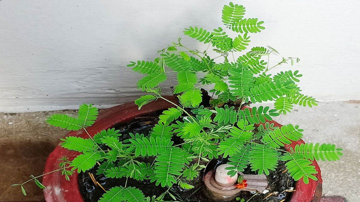 Shami Plant Benefits: शमी के पूजन से घर में होता है सकारात्मक ऊर्जा का ... Shami Plant Benefits: शमी के पूजन से घर में होता है सकारात्मक ऊर्जा का ...