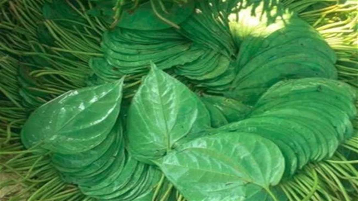 Pan Benefits: कई रोगों की दवा है पान का पत्ता - Pan Benefits Betel leaf ...