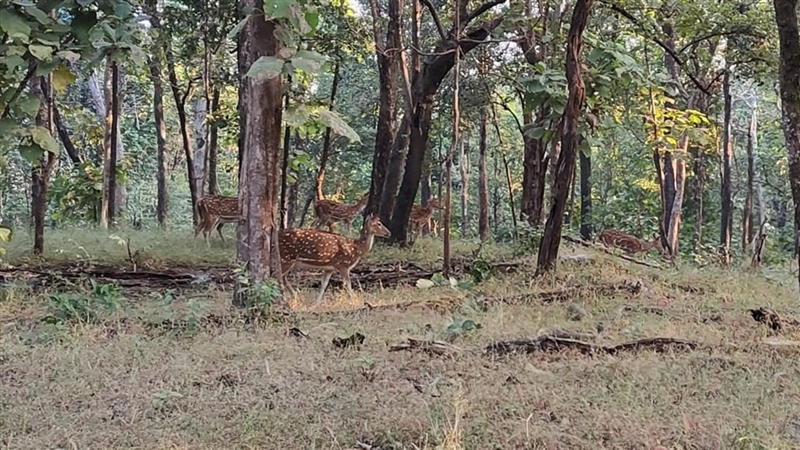 Seoni News : सिवनी के पेंच टाइगर रिजर्व से कूनों के साथ सतपुड़ा भेजे गए ...