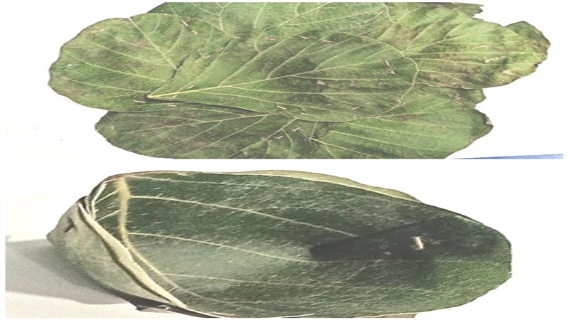 Bhopal News: वाल्मी का नवाचार पलाश के पत्तों से बने दोना-पत्तल का हो ...