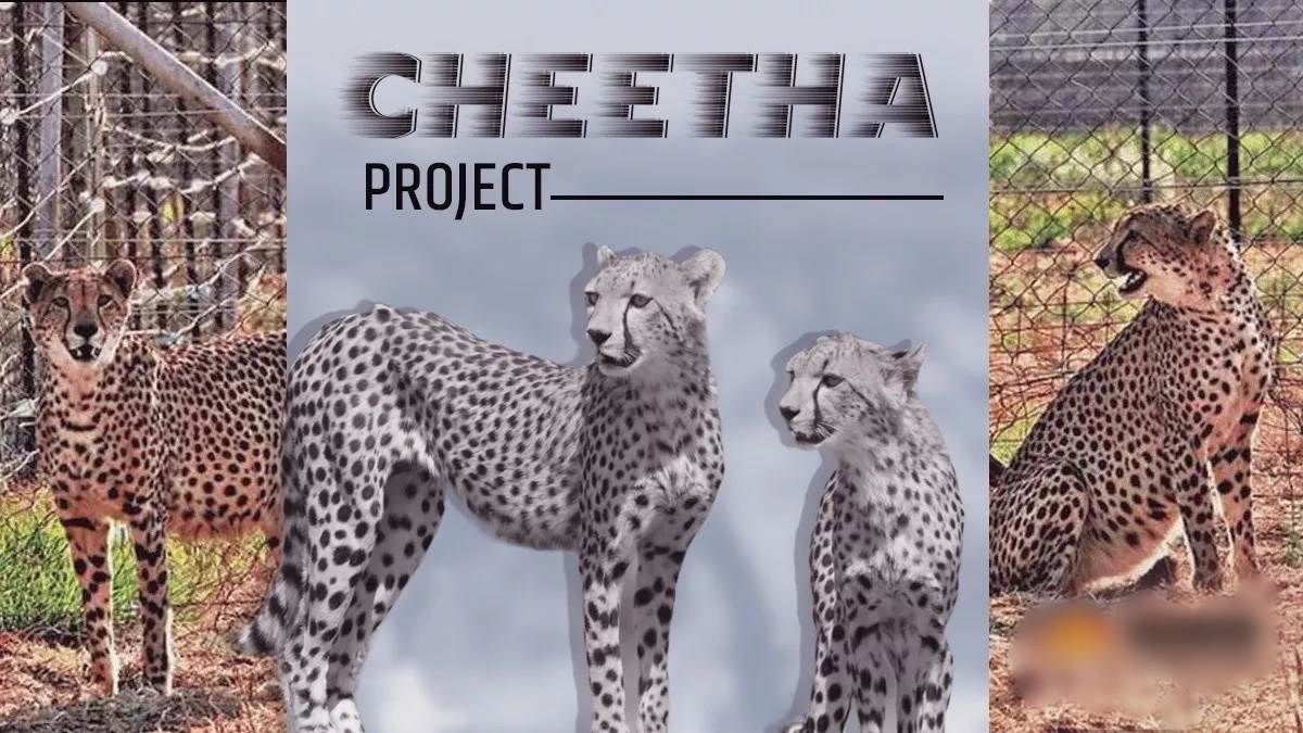 Cheetah Project in MP: कूनो नेशनल पार्क में बढ़ेगा चीतों का रहवास, माधव ...