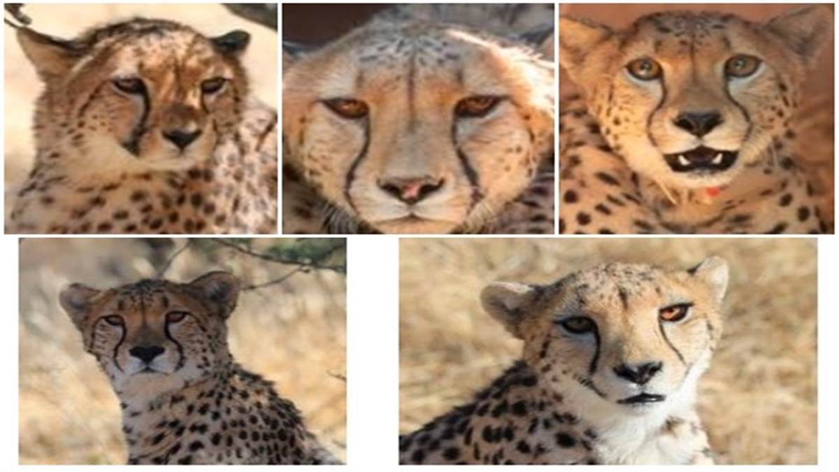Cheetah Project in MP : चीतों को बड़े बाड़े में छोड़ने से पहले 27 अक् ...