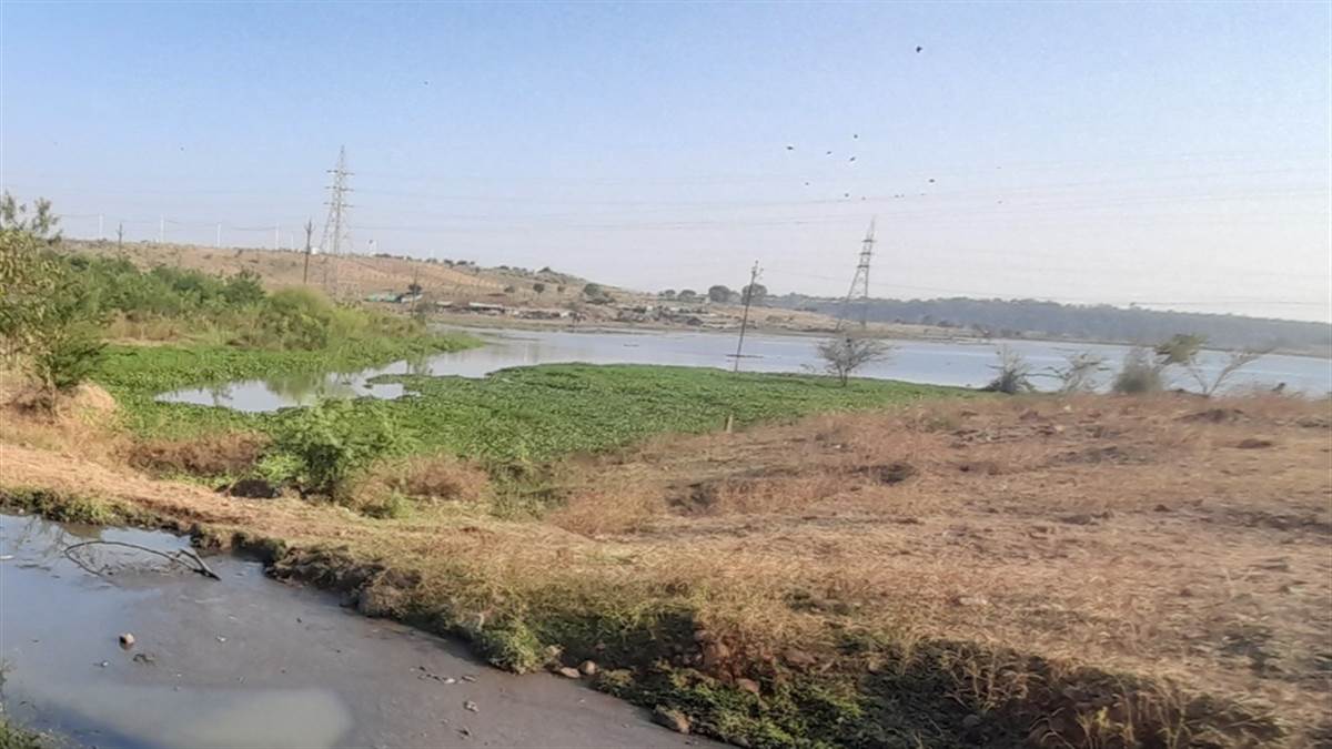 Bhopal News: जलाशयों में फैली जलकुंभी सफाई न होने से पानी में घट रही ...