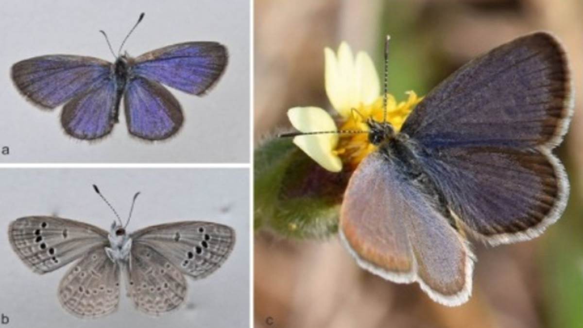 विश्व में विलुप्त हो रही जेरसेस ब्लू तितली भारत में देखी गई, अंतिम बार ...