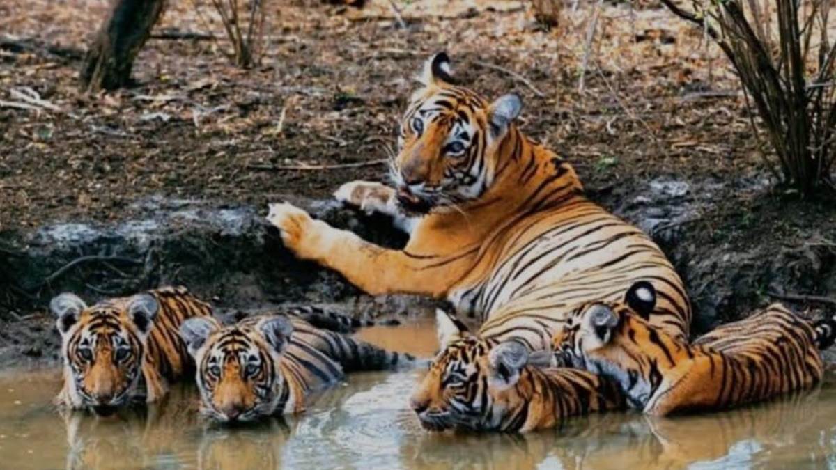 Damoh News : नौरादेही अभयारण्य की छह रेंजों में बाघों ने बनाया ठिकाना ...