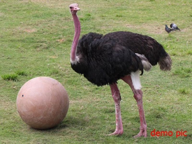 इंदौर प्राणी संग्रहालय में शुतुरमुर्ग का कुनबा बढ़ा, अंडे से निकले तीन ...