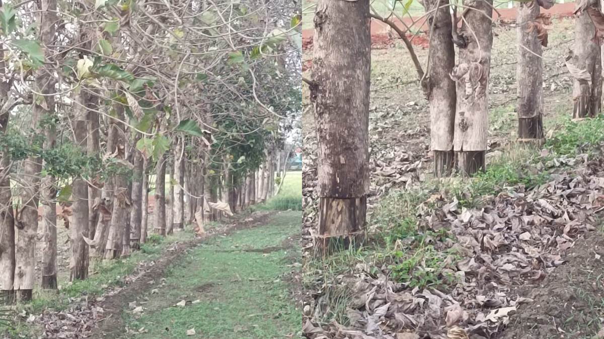 Bhopal News: अवैध कालोनी विकसित करने काटे जा रहे सागौन के हरे-भरे पेड़ ...