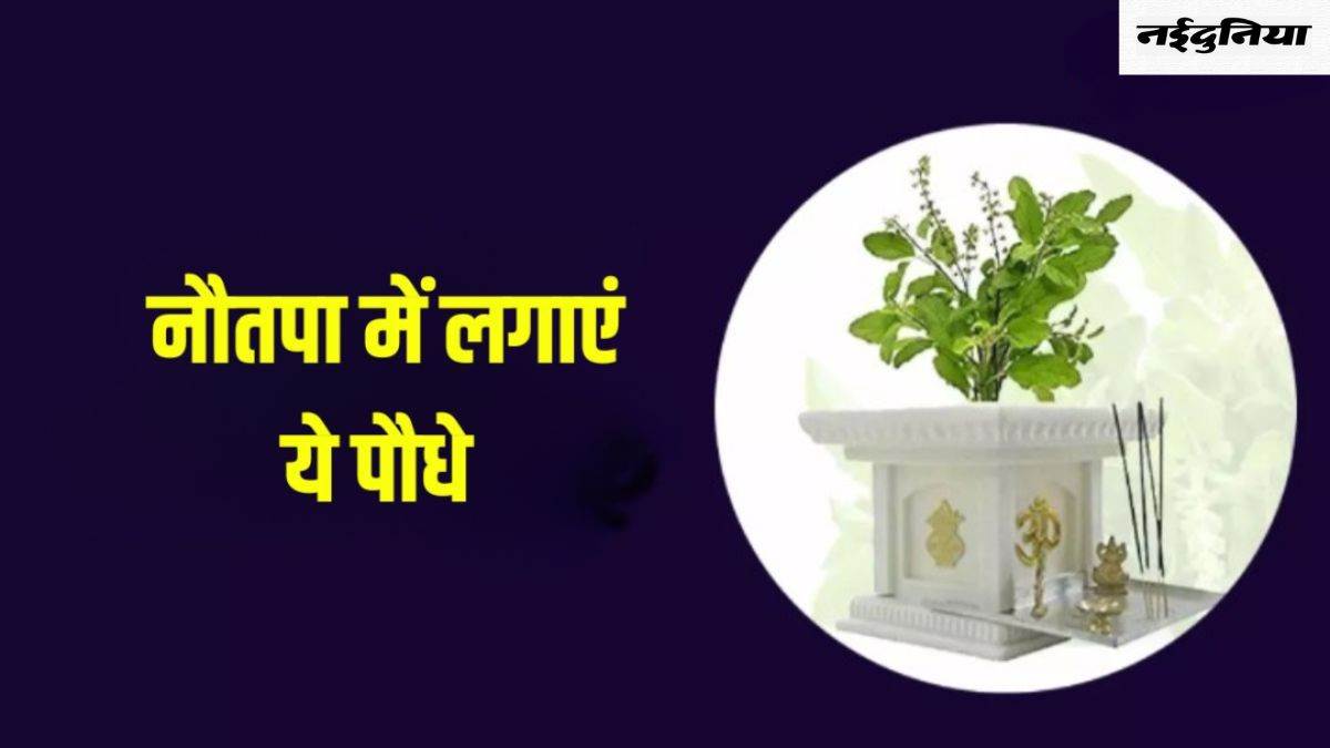 Nautapa 2024: नौतपा में खास माना गया है तुलसी का पौधा, बरसेगी मां ...
