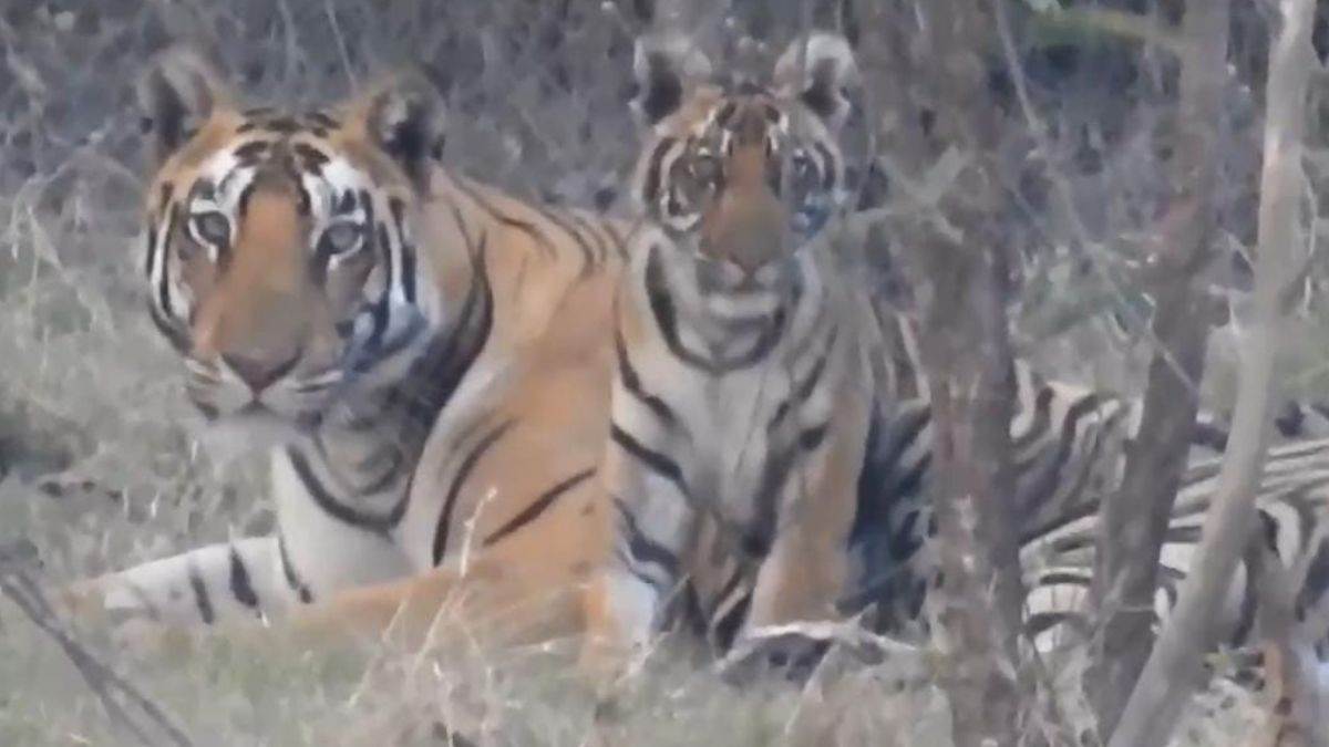 Satpura Tiger Reserve : सतपुड़ा टाइगर रिजर्व बढ़ा बाघिन लैला का कुनबा ...
