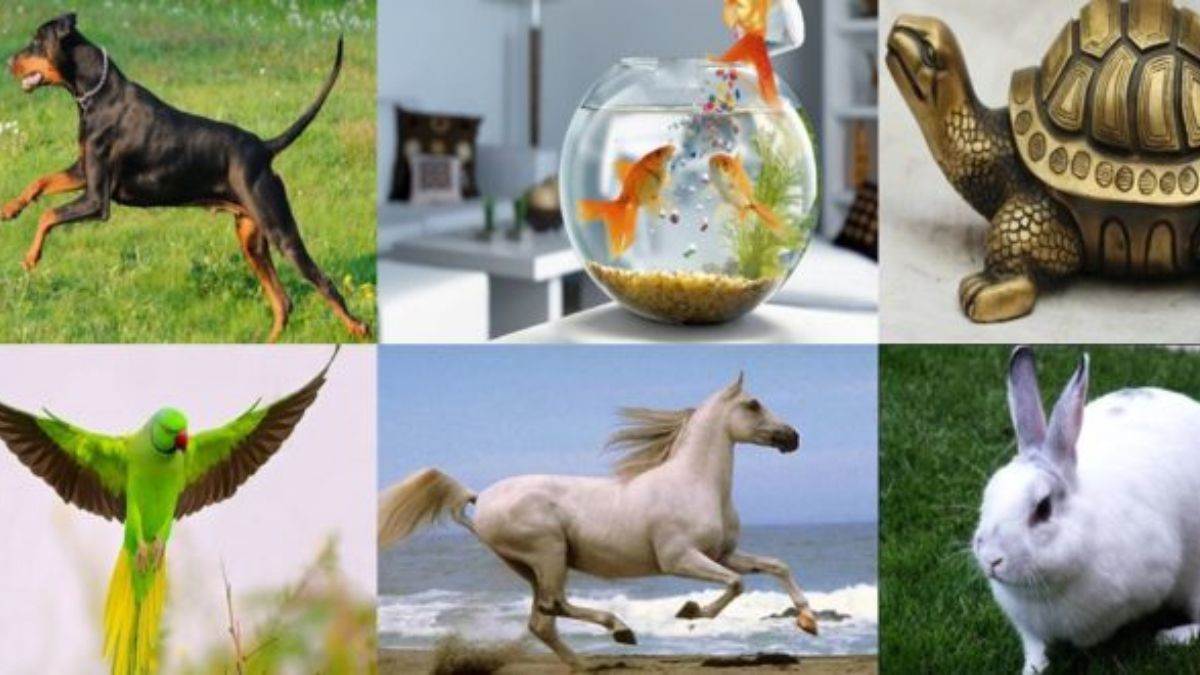 Auspicious Animals: इन पशु पक्षियों का पालना होता है शुभ, घर में लाते ...