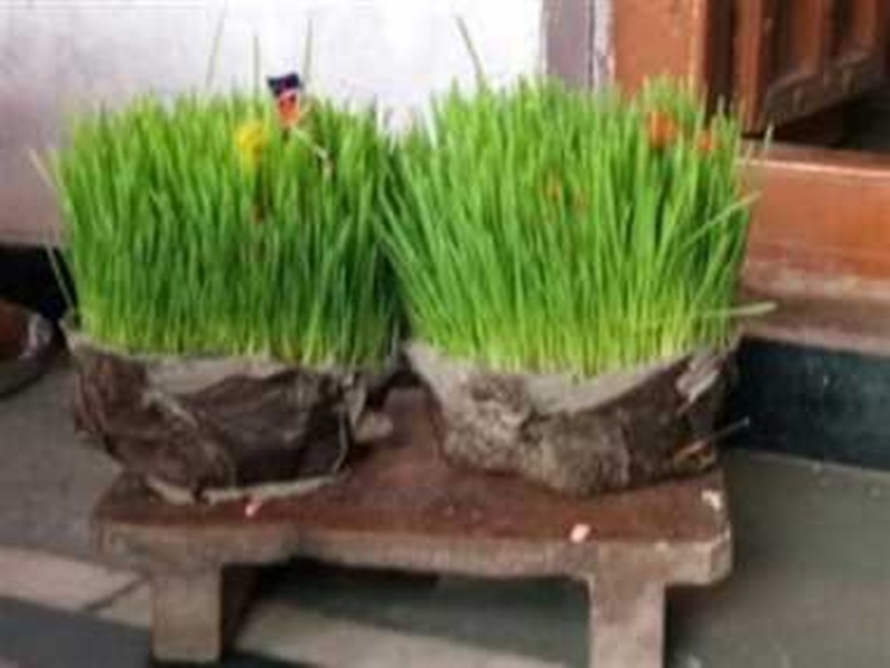 Bhujariya Parv 2021: किसान भुजरियों की रंगत से तय करते हैं कैसी होगी ...