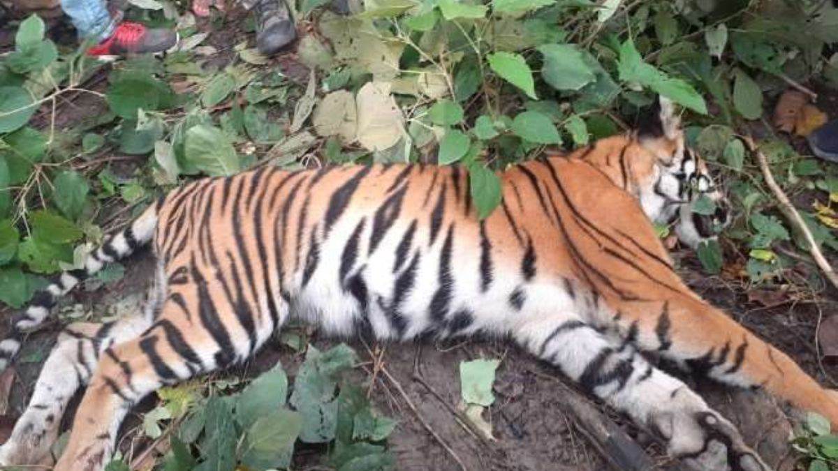 Gwalior News: जू में गुरूवार को मादा टाइगर शावक की हुई मौत, हार्ट अटैक ...