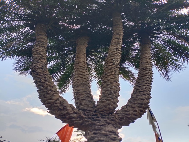 आस्था का केंद्र बना 5 शाखाओं वाला छिंद का पेड़, मनोकामनाएं पूरी होने का ...