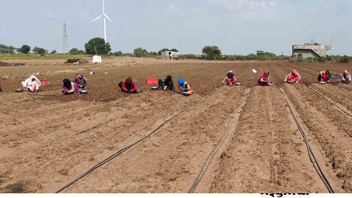 Gehun Ki Fasal: गेहूं की बोवनी के लिए तैयारी पूरी, सर्दी चमकने का ...