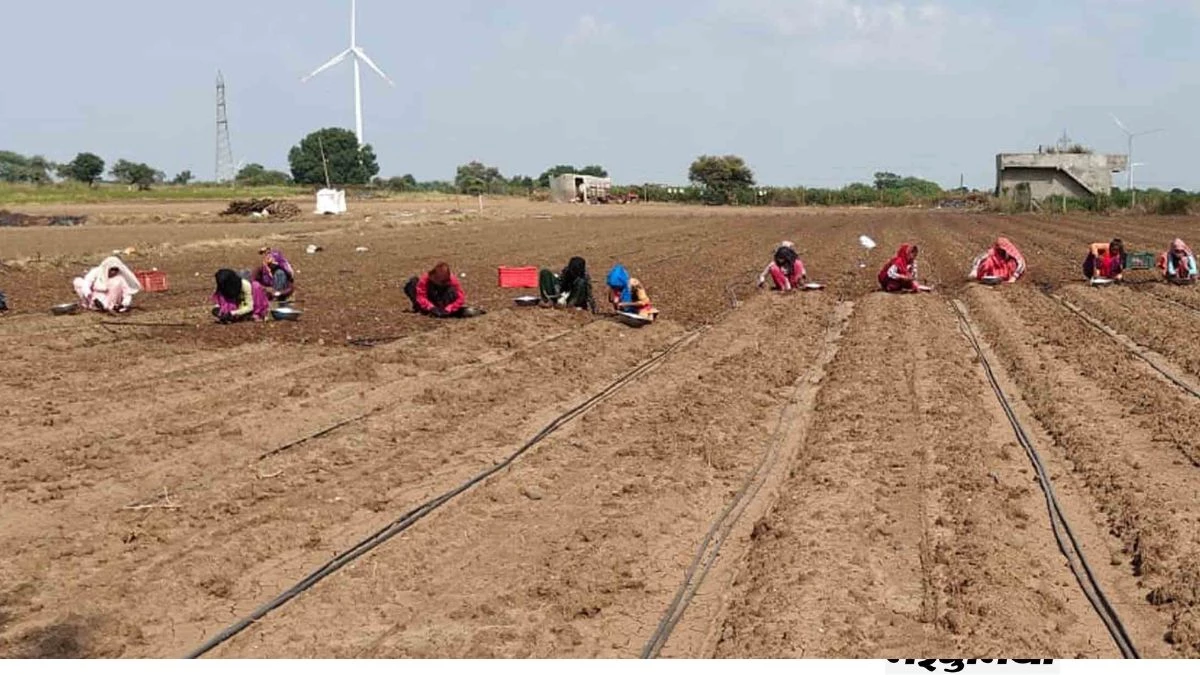 Gehun Ki Fasal: गेहूं की बोवनी के लिए तैयारी पूरी, सर्दी चमकने का ...