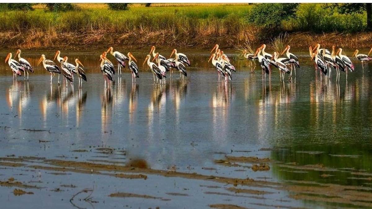 Migratory birds in Jabalpur : शोरगुल से प्रवासी परिंदों ने बदला ठिकाना ...
