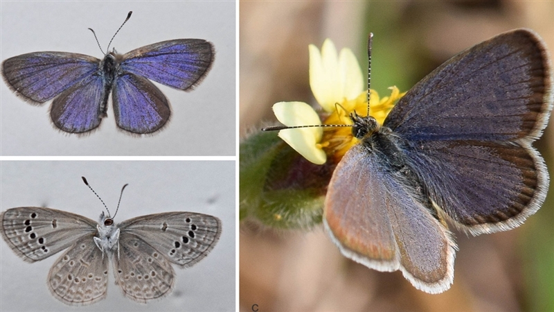 Xerces blue butterfly : 81 साल बाद भारत में मिली जेरसेस ब्लू बटरफ्लाई ...
