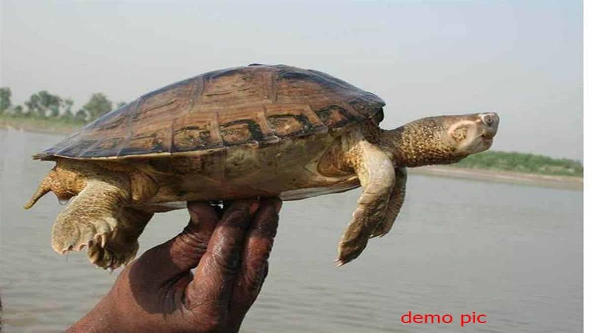 World Turtle Day 2024: भिंड के गंदे तालाब में दम तोड़ रहे भारतीय ...