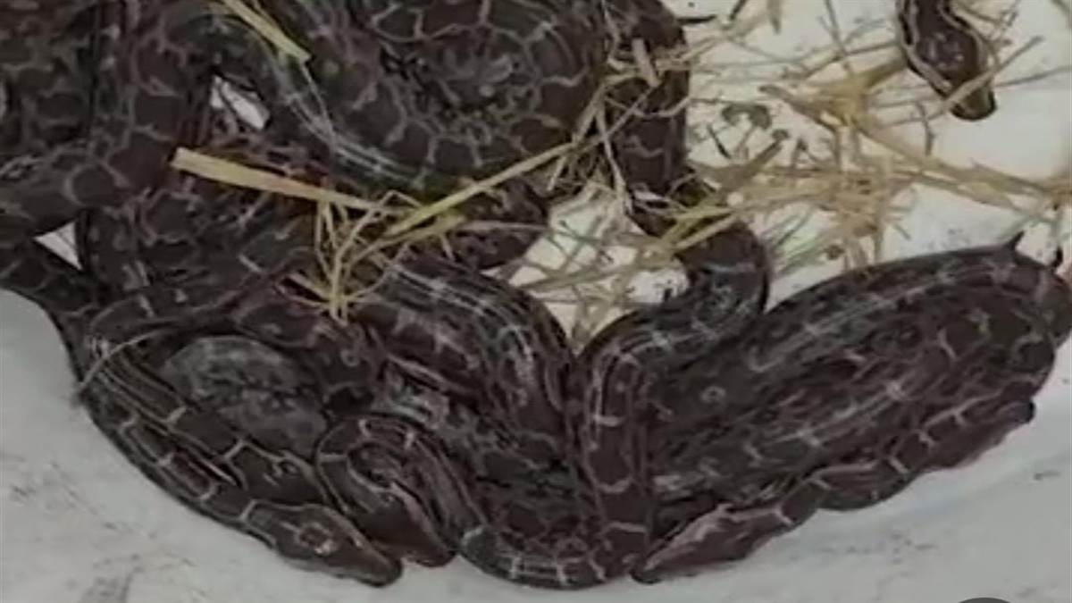 11 अंडो से निकले 13 अजगर के बच्चे, आज जंगल में सुरक्षित छोडेंगे - 13 ...