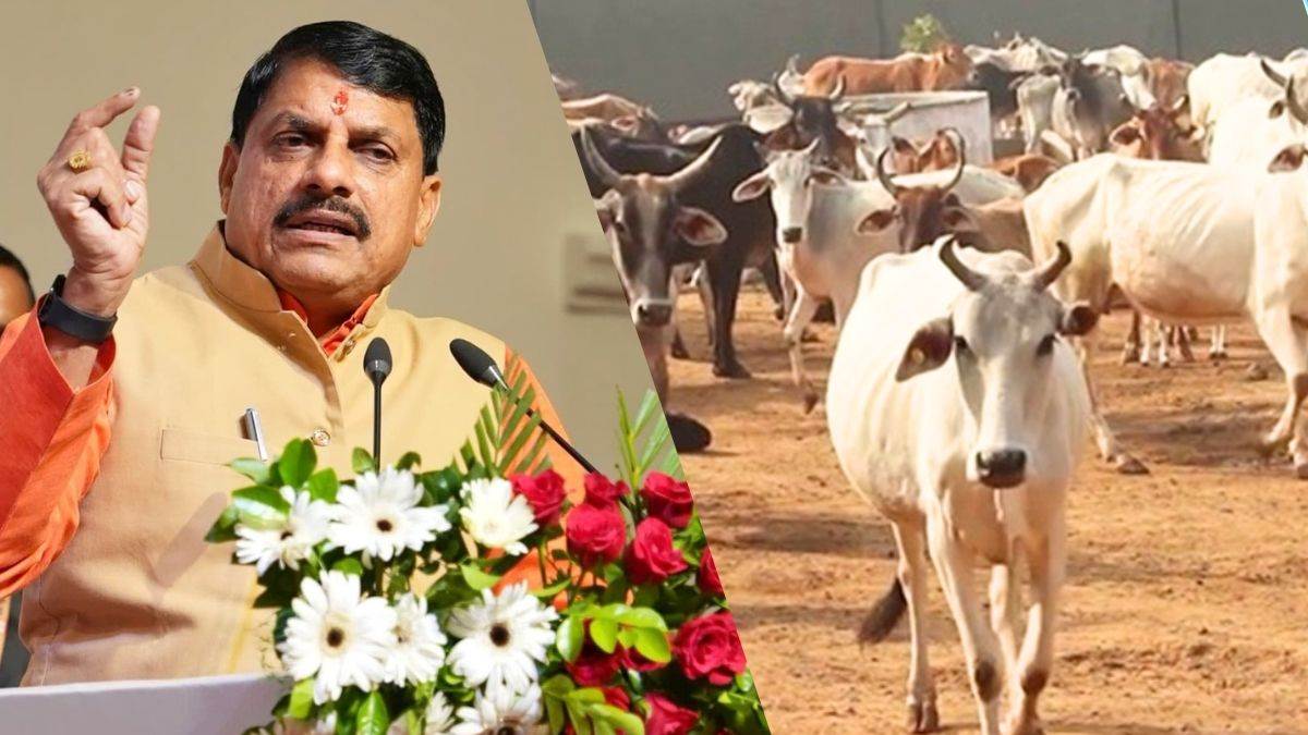 मुख्यमंत्री मोहन यादव की बड़ी घोषणा, 10 से अधिक गाय पालने वाले किसानों ...