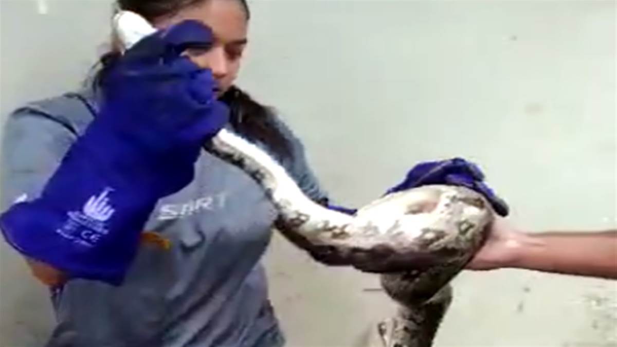 Video : फल के कार्टन में छिपा था अजगर, घर की रसोई में निकला कोबरा ...