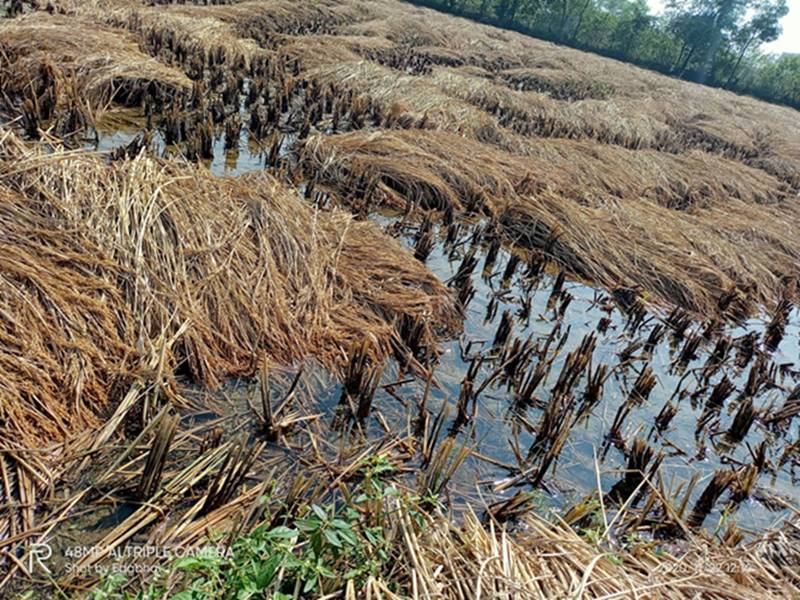 Chhattishgarh News: बारिश में भीगा धान का करपा, दाने हुए अंकुरित ...