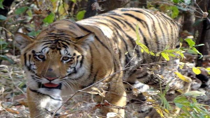 Tiger Count 2022: गणना पूरी मध्य प्रदेश में बाघों की संख्या पर टिकी ...
