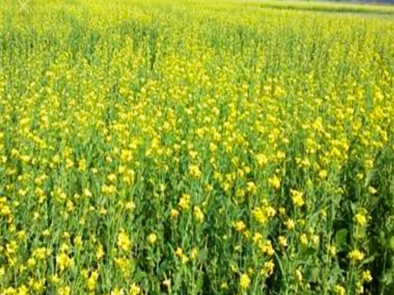 मध्‍य प्रदेश में सरसों फसल पर माहू कीट का प्रकोप, किसान चिंतित ...