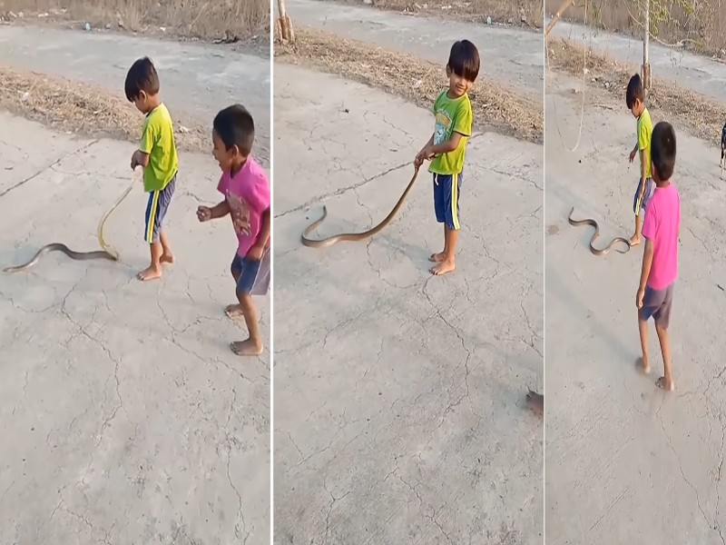 Viral Video: बेखौफ बच्चे से डर कर भागा खतरनाक सांप, देखिये हैरान करने ...