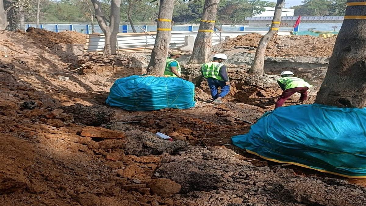 Korba News: ट्रांसप्लांट तकनीक बचा रही हरियाली, काटने की जगह शिफ्ट किए ...