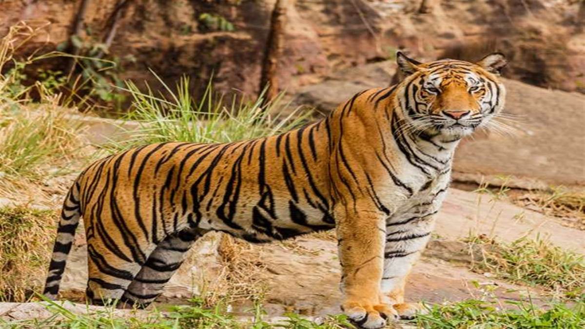 Tiger in Madhya Pradesh: दस नए क्षेत्रों में दिखाई दिए बाघ, अब लगाए जा ...