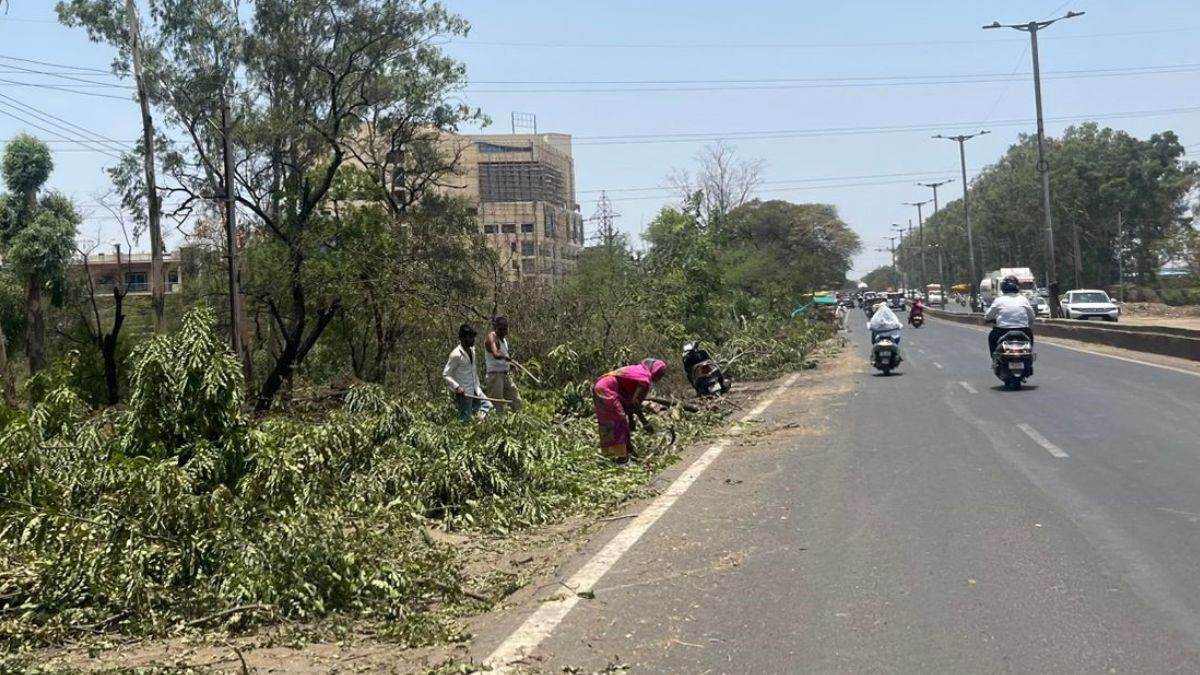 भोपाल में अनोखी 'लूट': दिनदहाड़े सरकारी लकड़ियों की चोरी; कुल्हाड़ी-आरी ...
