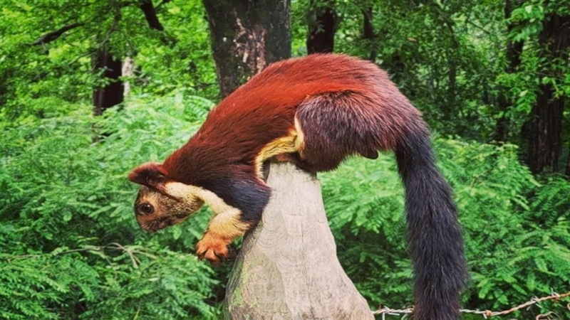 Indian Giant Squirrel: सतपुड़ा टाइगर रिजर्व में दुर्लभ श्रेणी की जायंट ...